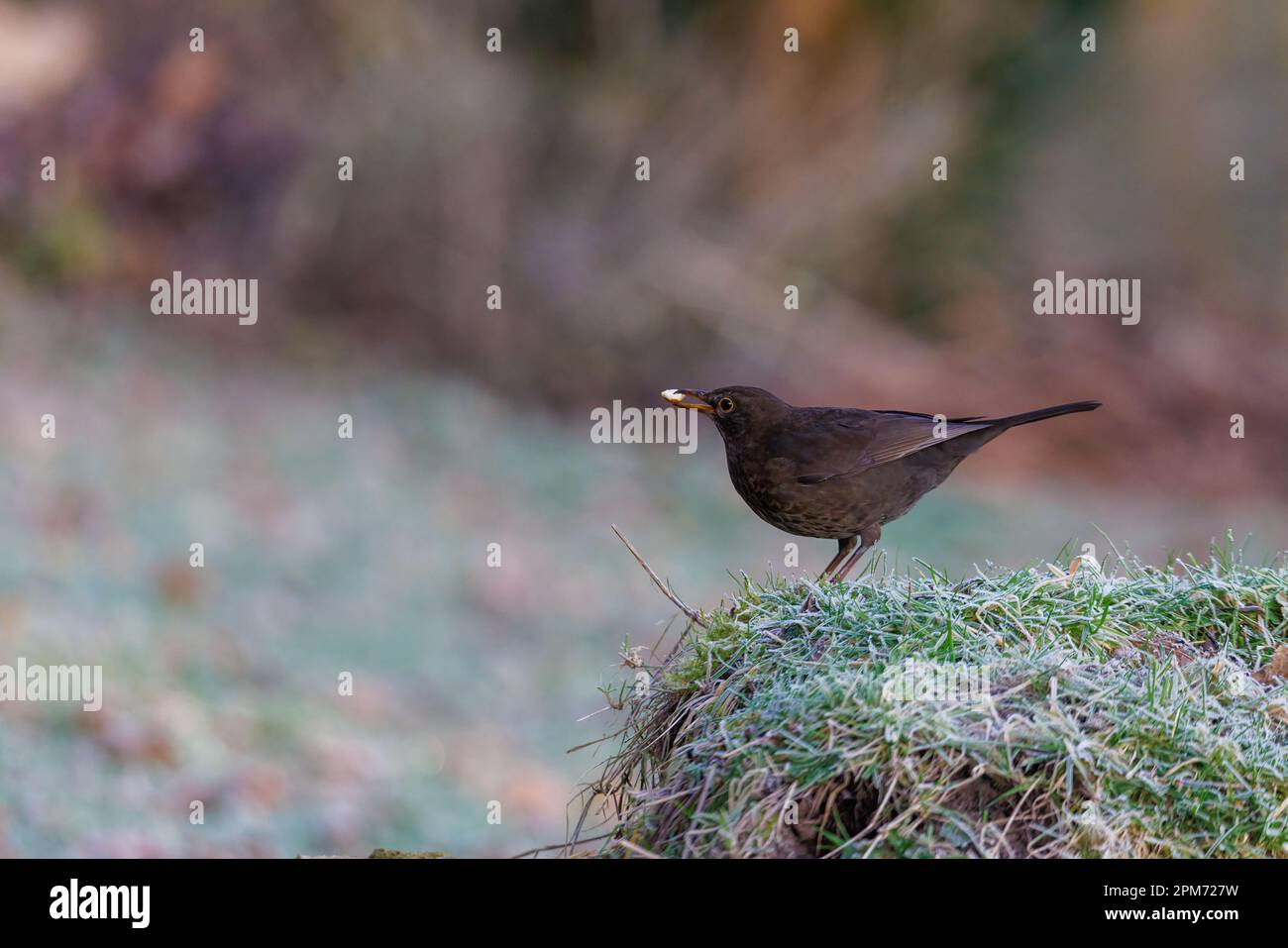 Blackbird [ Turdus merula ] Female bird on grassy mound with a peanut ...