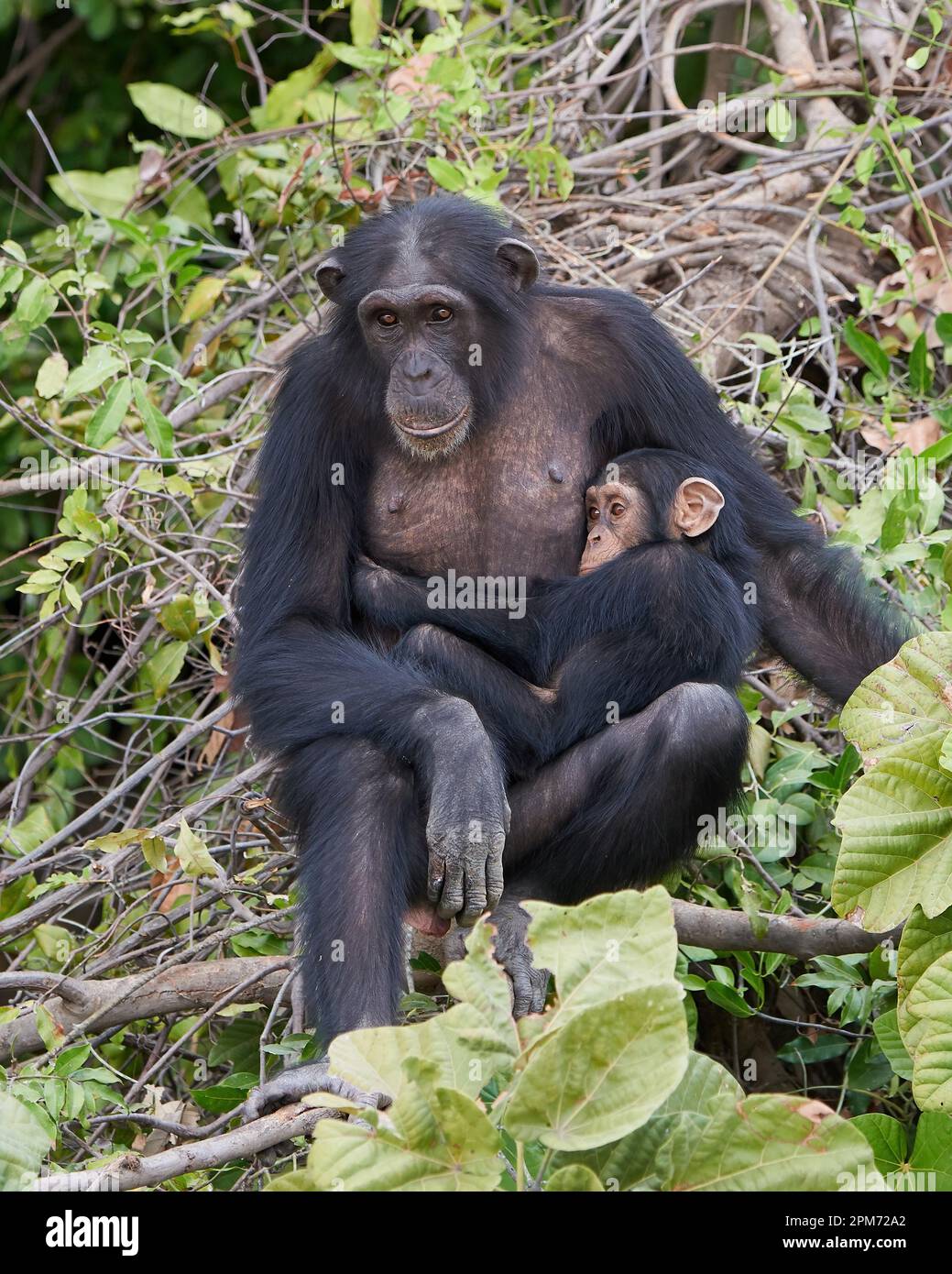 Chimpanzee in its natural habitat on Baboon Islands in The Gambia Stock ...