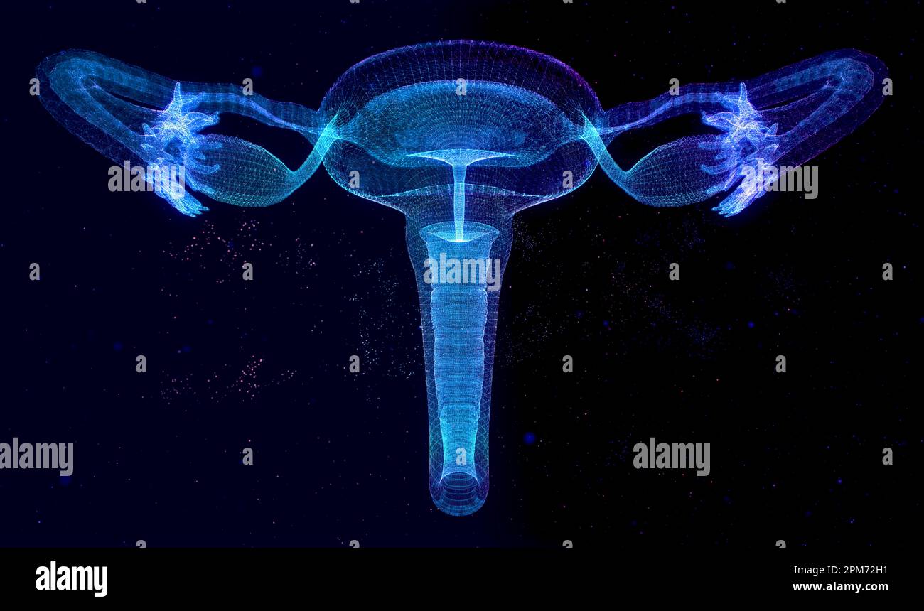 Human anatomy Female reproductive system, female reproductive organs ...