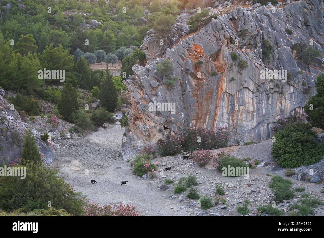 Wildlife greek rhodos hi-res stock photography and images - Alamy
