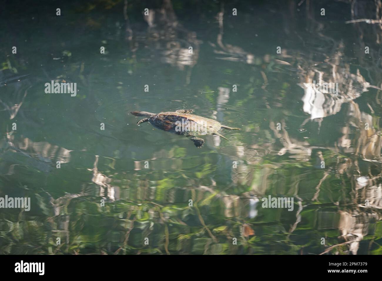 swimming turtle in an river, stream water, turtle shell, Schwimmen ...