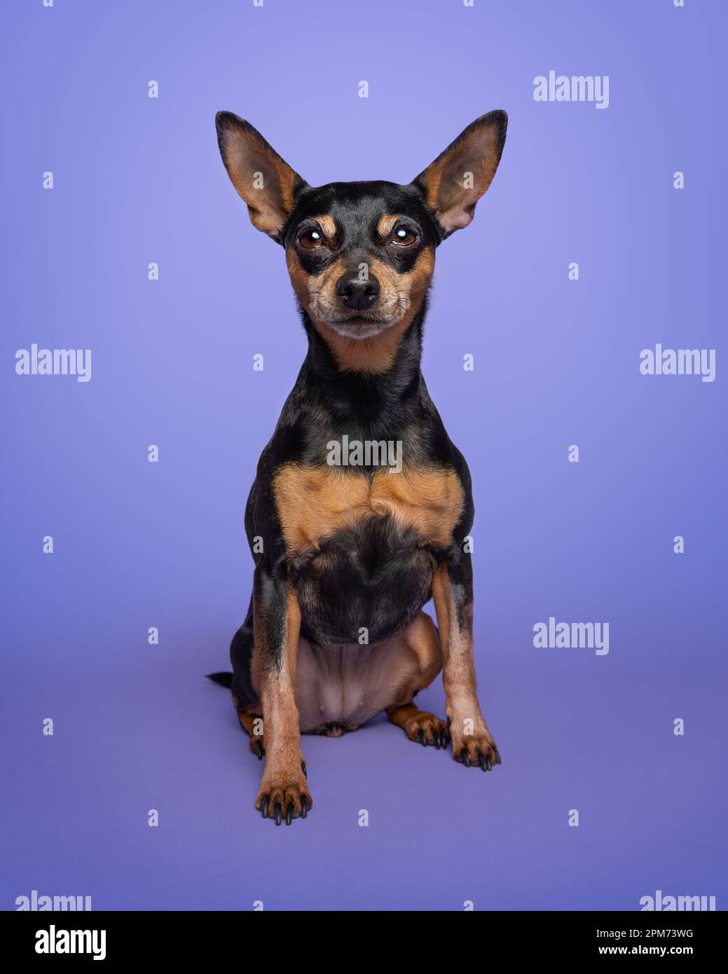 Miniature Pinscher - MinPin portrait on purple studio background Stock ...