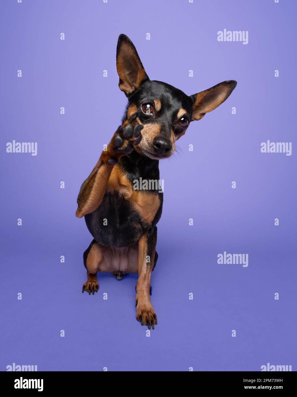 Happy Miniature Pinscher - Waving MinPin portrait on purple studio ...