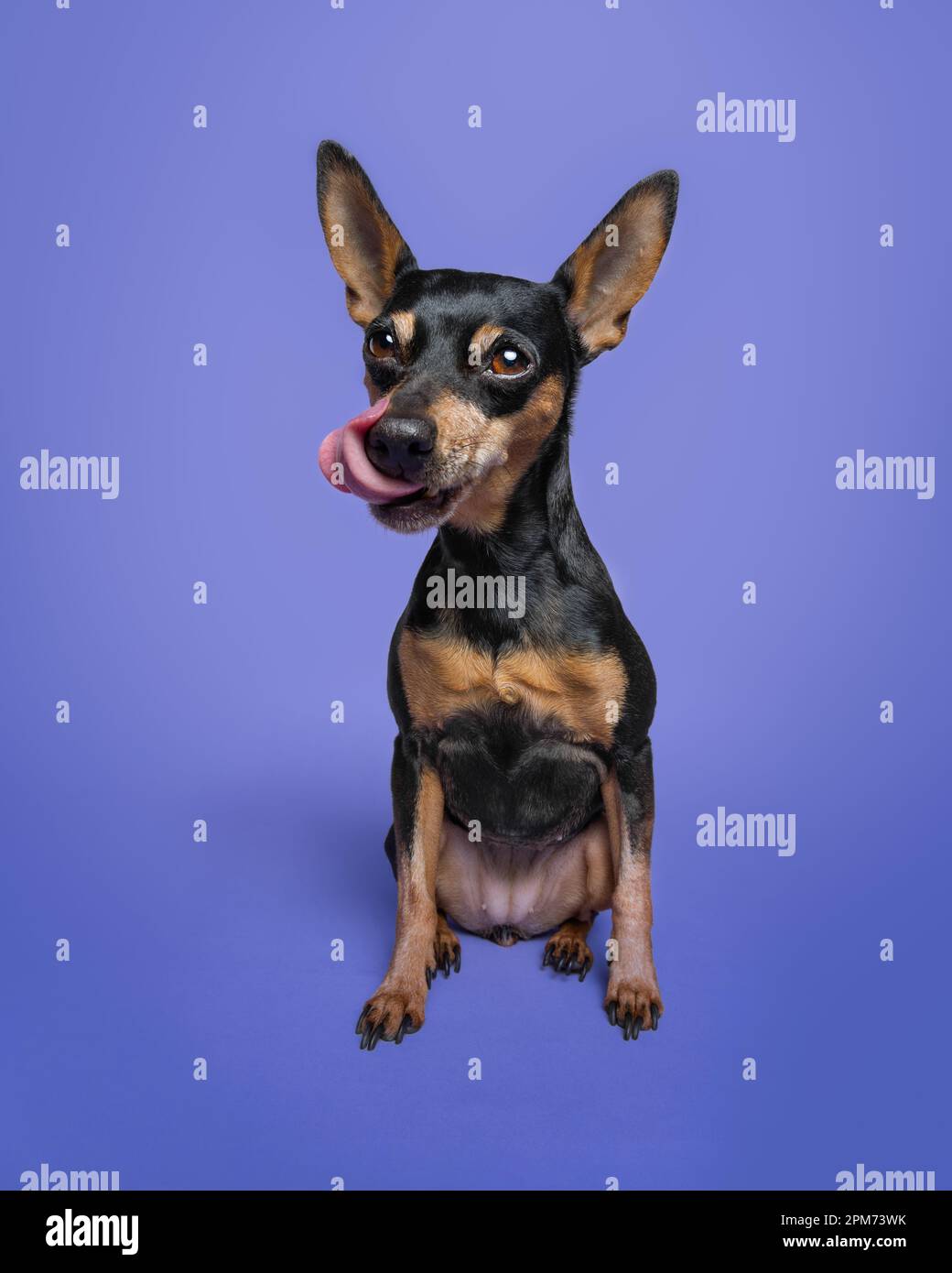 Happy Miniature Pinscher - Tongue Out MinPin portrait on purple studio ...