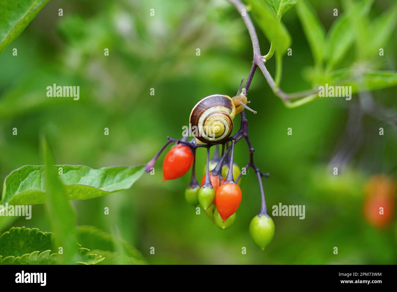 little slow snail shell on a sheet with berry, kleine langsame Schnecke ...