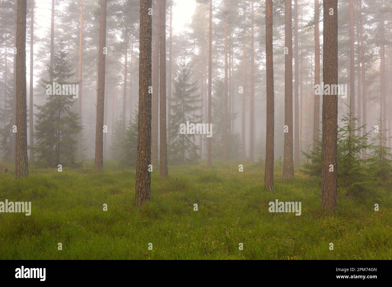 Pine tree Forest in morning time, background Stock Photo - Alamy