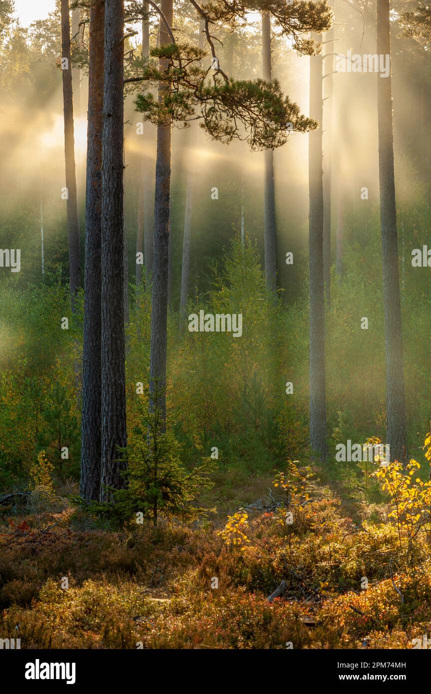 Sun coming through in the forest Stock Photo - Alamy