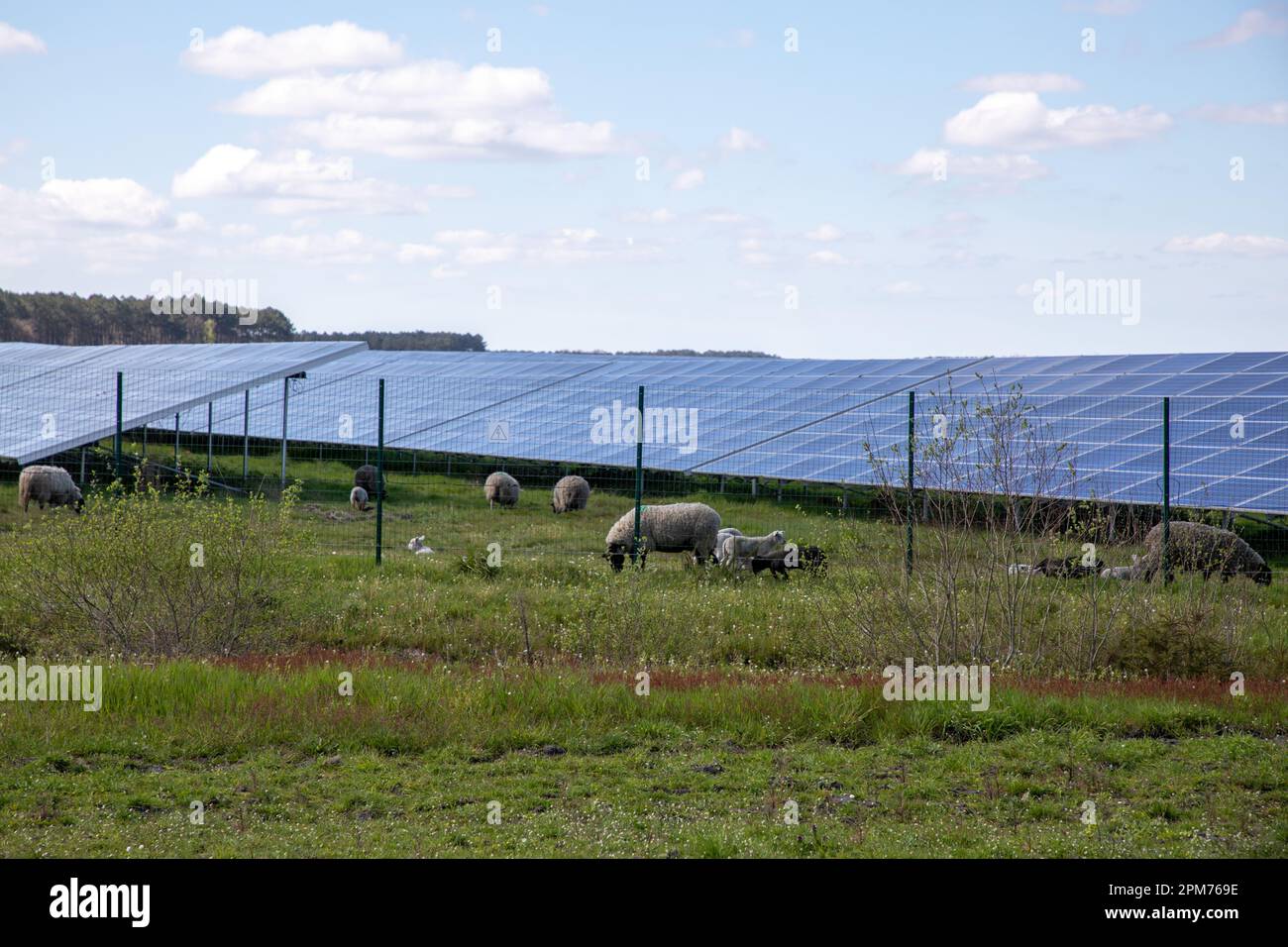sheep fields in generation of renewable energy in a livestock area and ...