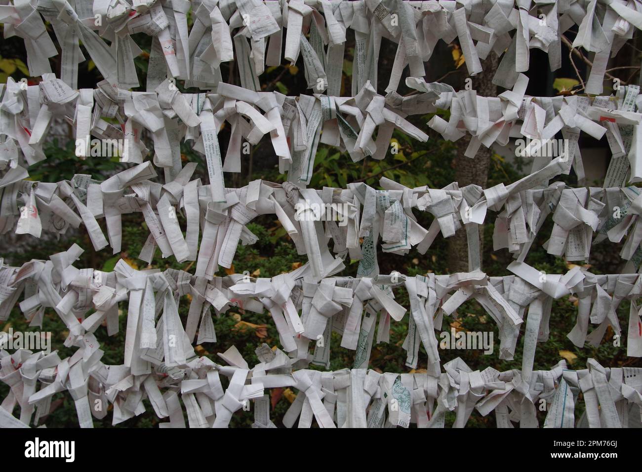 Omikuji fortune tied for good luck at a shrine in Japan Stock Photo - Alamy