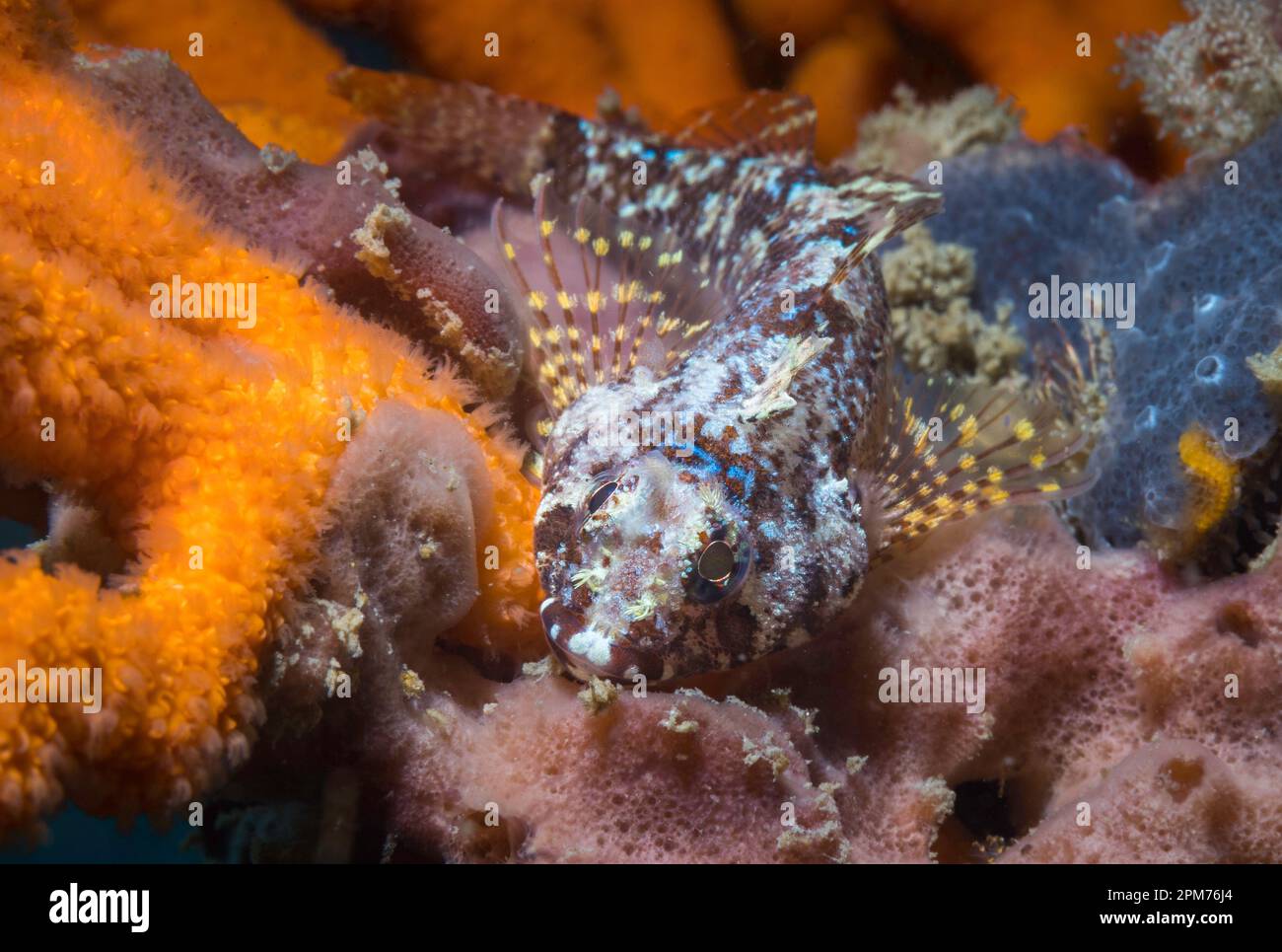 A Cape triplefin blenny fish underwater (Cremnochorites capensis ...