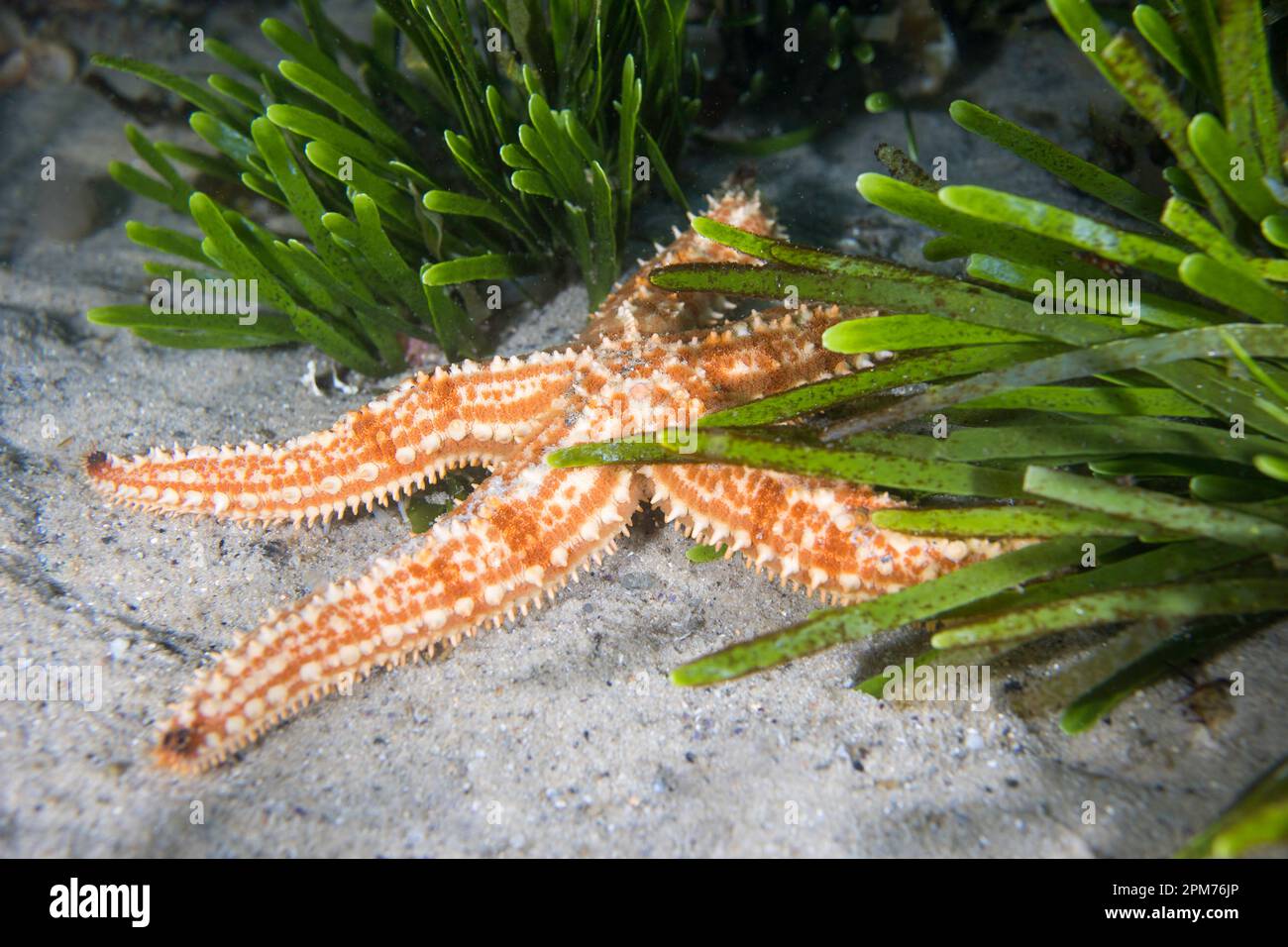 Gulf Of Mexico Starfish Species