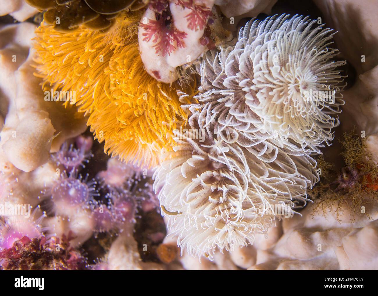 An orange and a white Feather-duster worm or giant fanworm ...