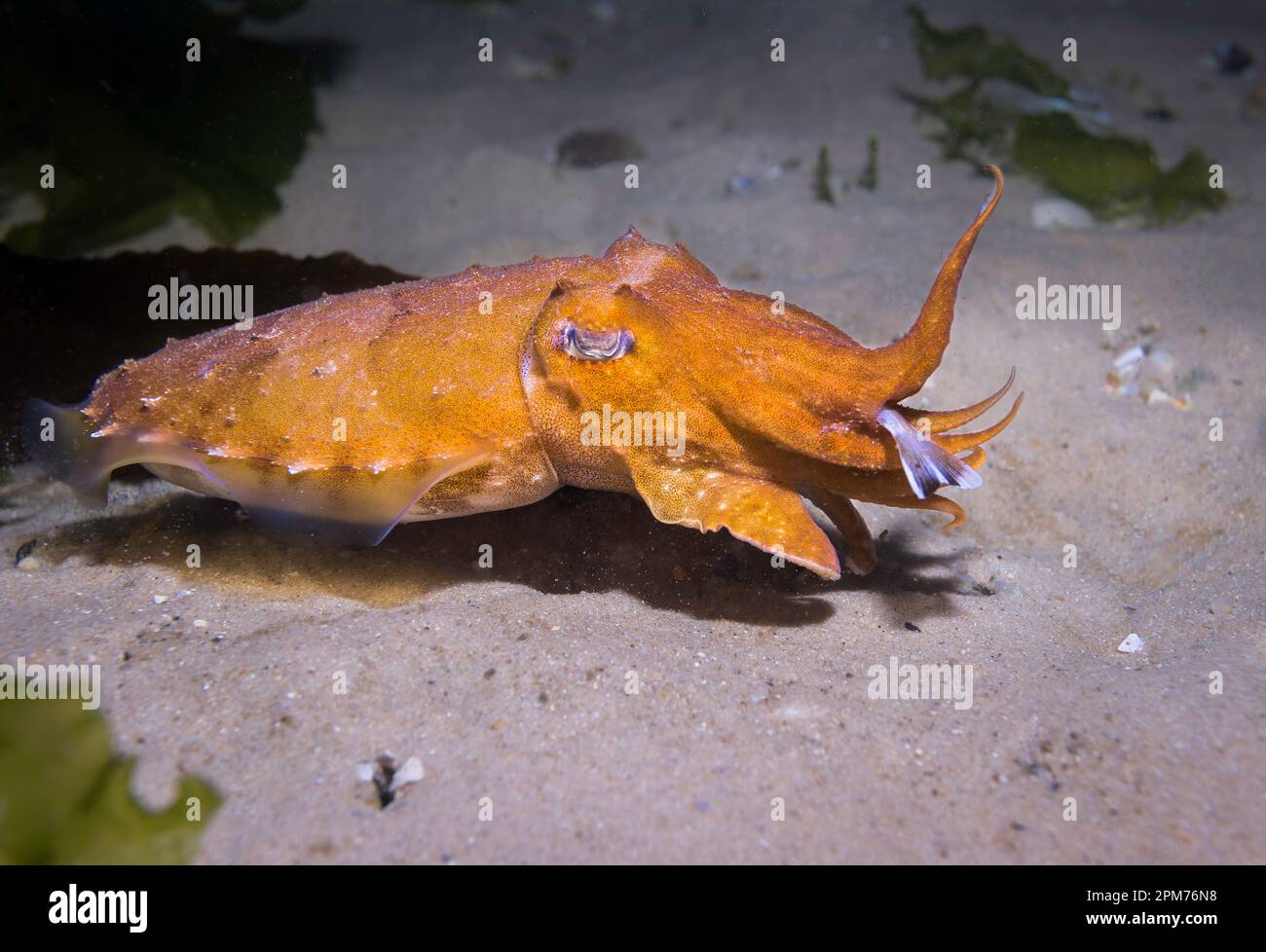 Cuttlefish Feeding