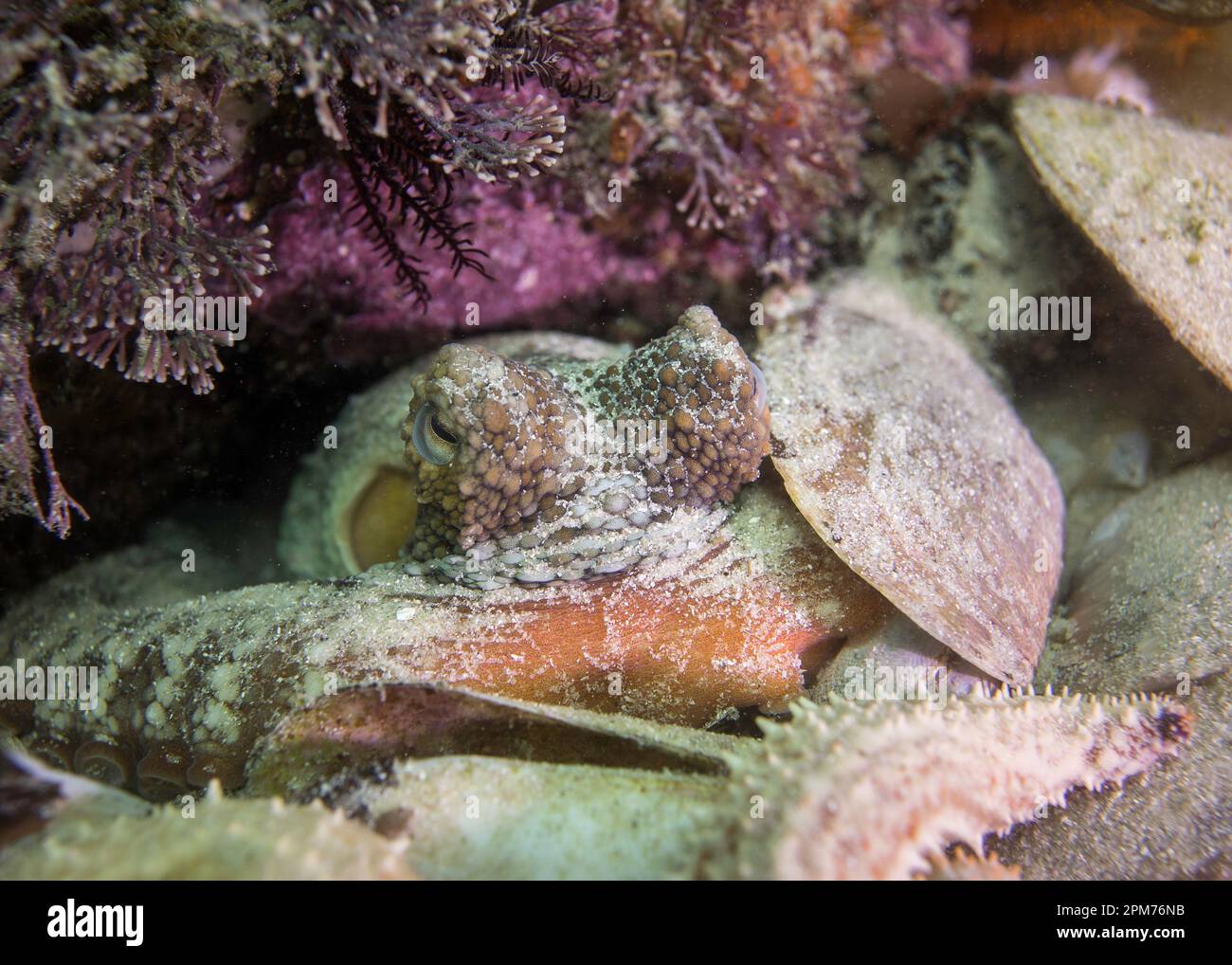 Common Octopus (Octopus vulgaris) camoflaging itself in front of its ...