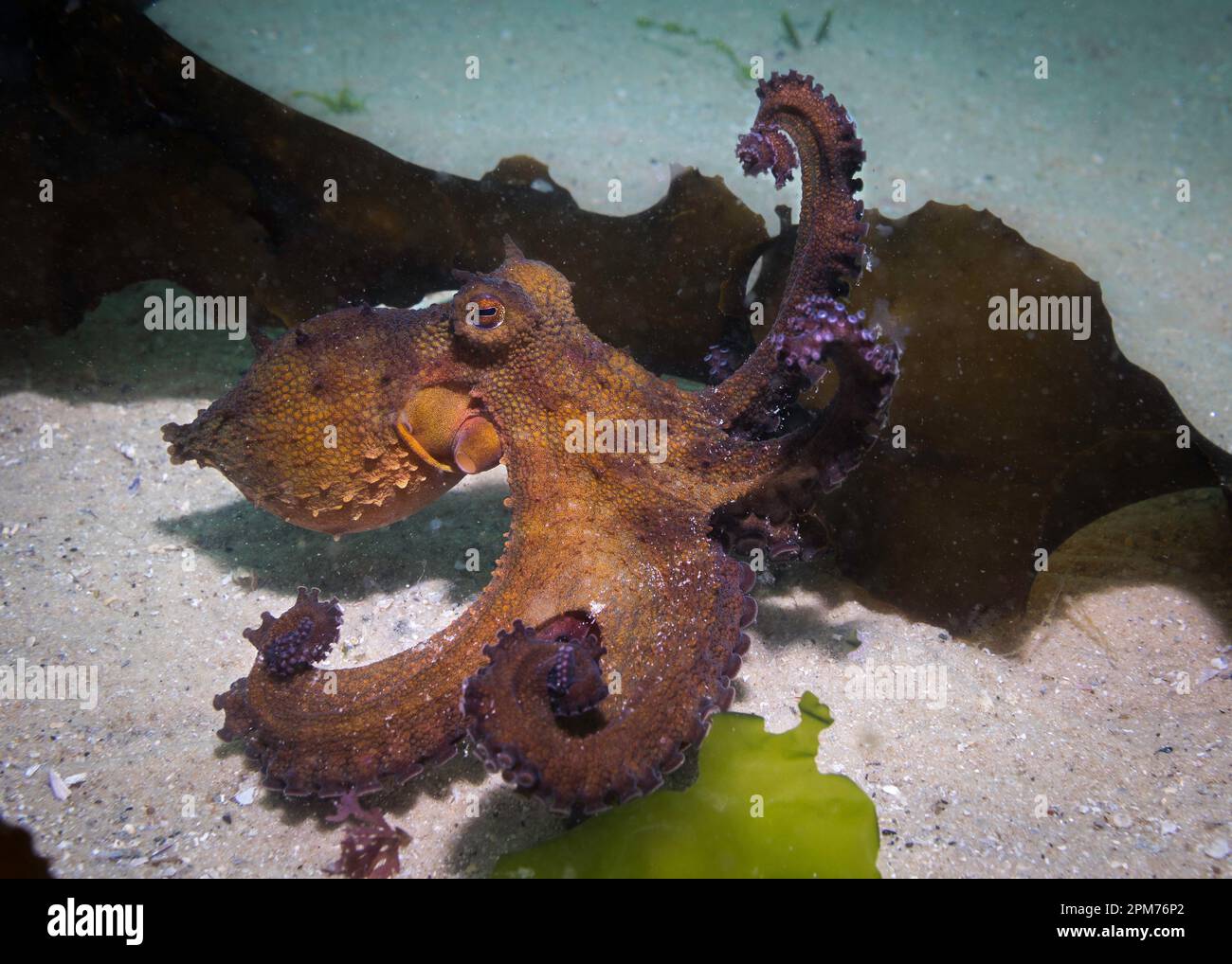 Octopus underwater habitat hi-res stock photography and images - Alamy