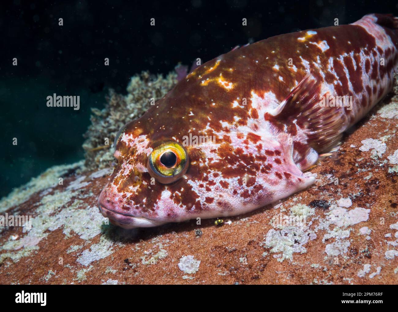 Rocksucker or giant clingfish (Chorisochismus dentex) camouflaged on a ...