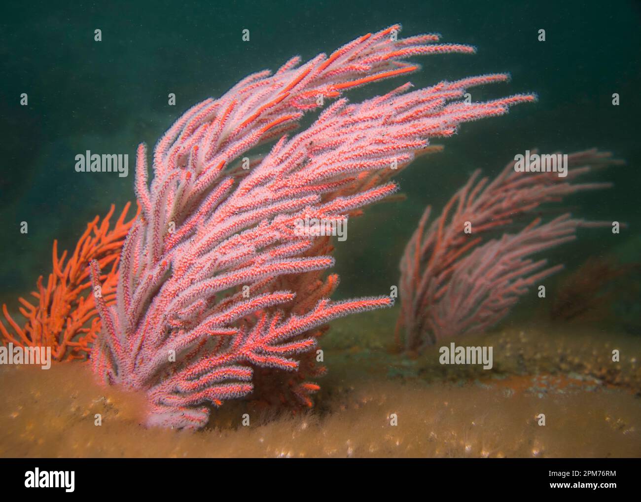 Small orange Flagellar sea fans or Whip fans (Eunicella albicans ...
