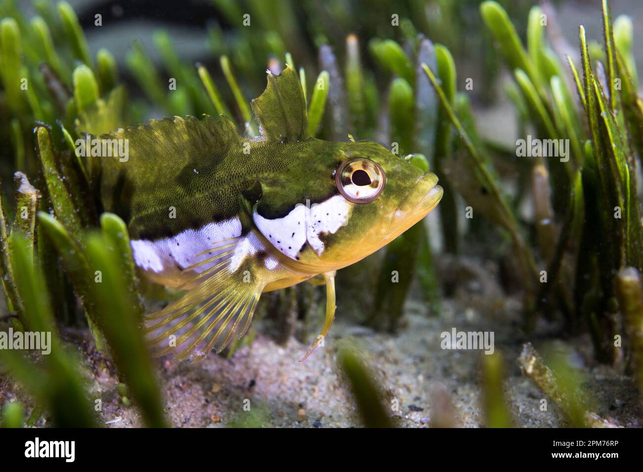 Super Klipfish (Clinus superciliosus) hiding between sea grass with a ...
