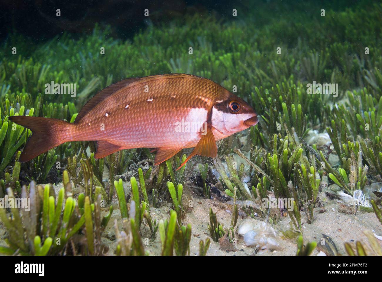 Underwater grass hi-res stock photography and images - Alamy