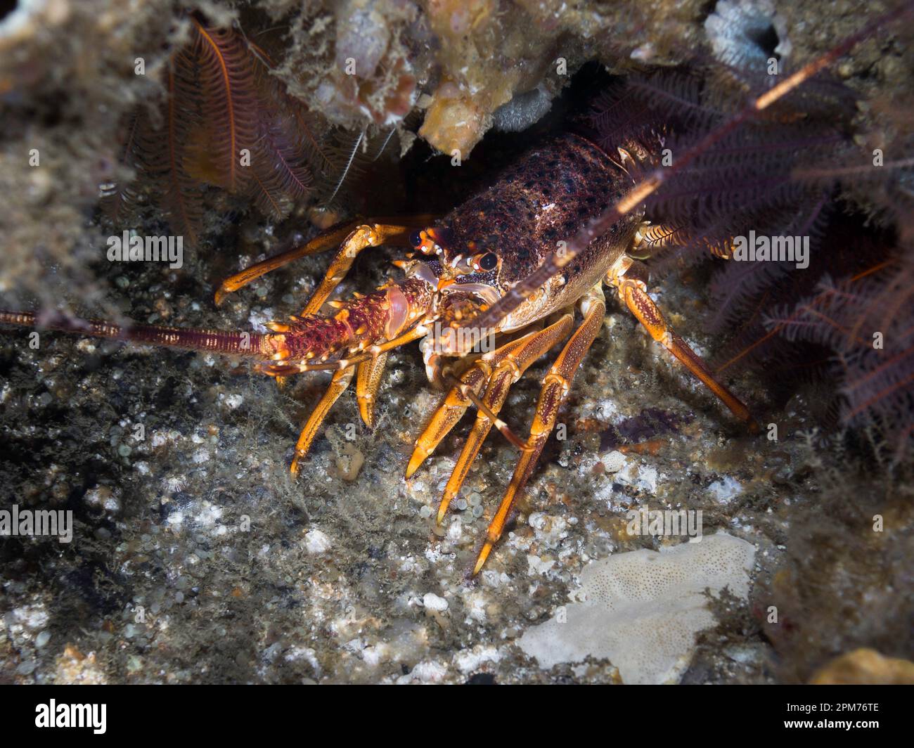 West Coast Rock Lobster or Crayfish hiding on the reef underwater Stock ...