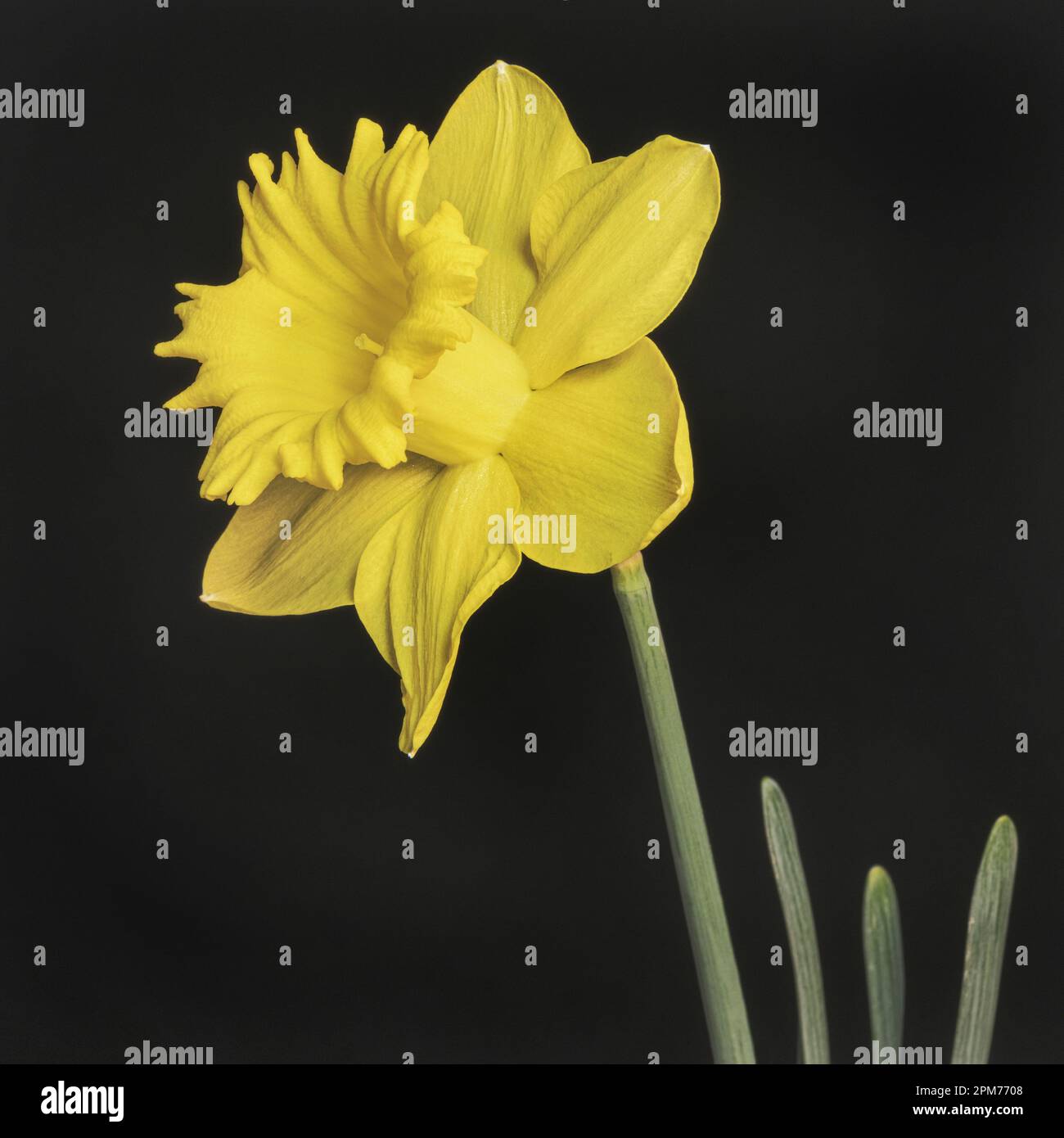 close up macro of a dark yellow daffodil jonquil narcissus trumpet ...
