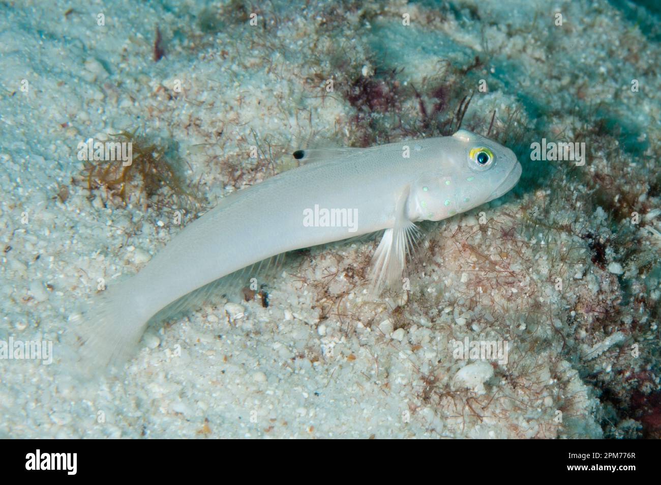 Sixspot goby valenciennea sexguttata hi-res stock photography and ...