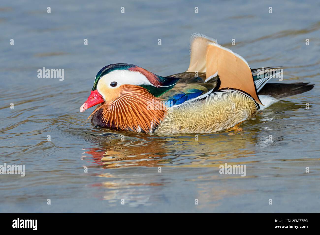 Rare duck species hi-res stock photography and images - Alamy