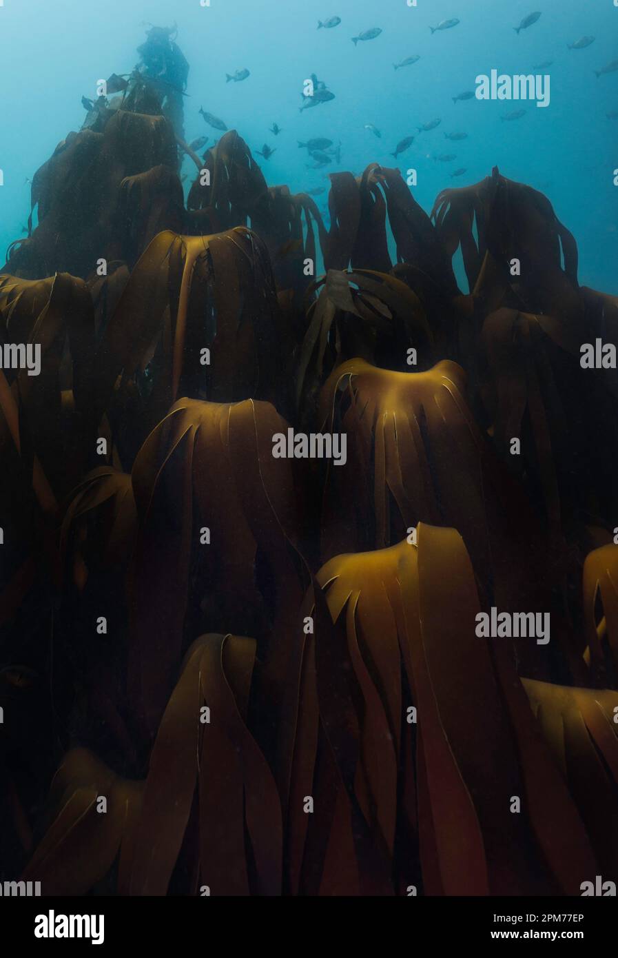 A deep kelp forest showing very large Ecklonia maxima leaves reaching ...