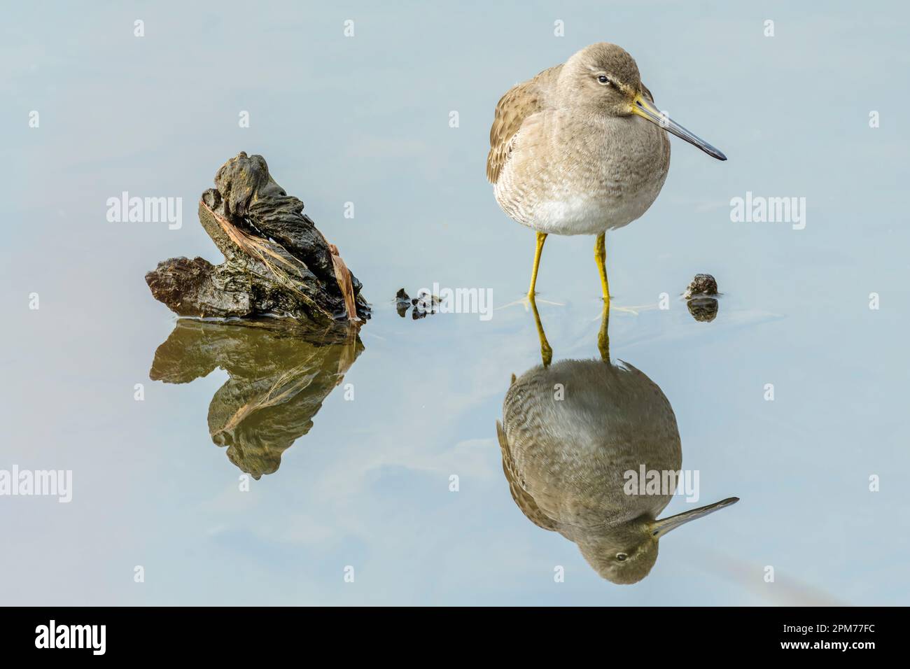 Long-billed dowitcher, Limnodromus scolopaceus, Burnaby Lake Regional ...