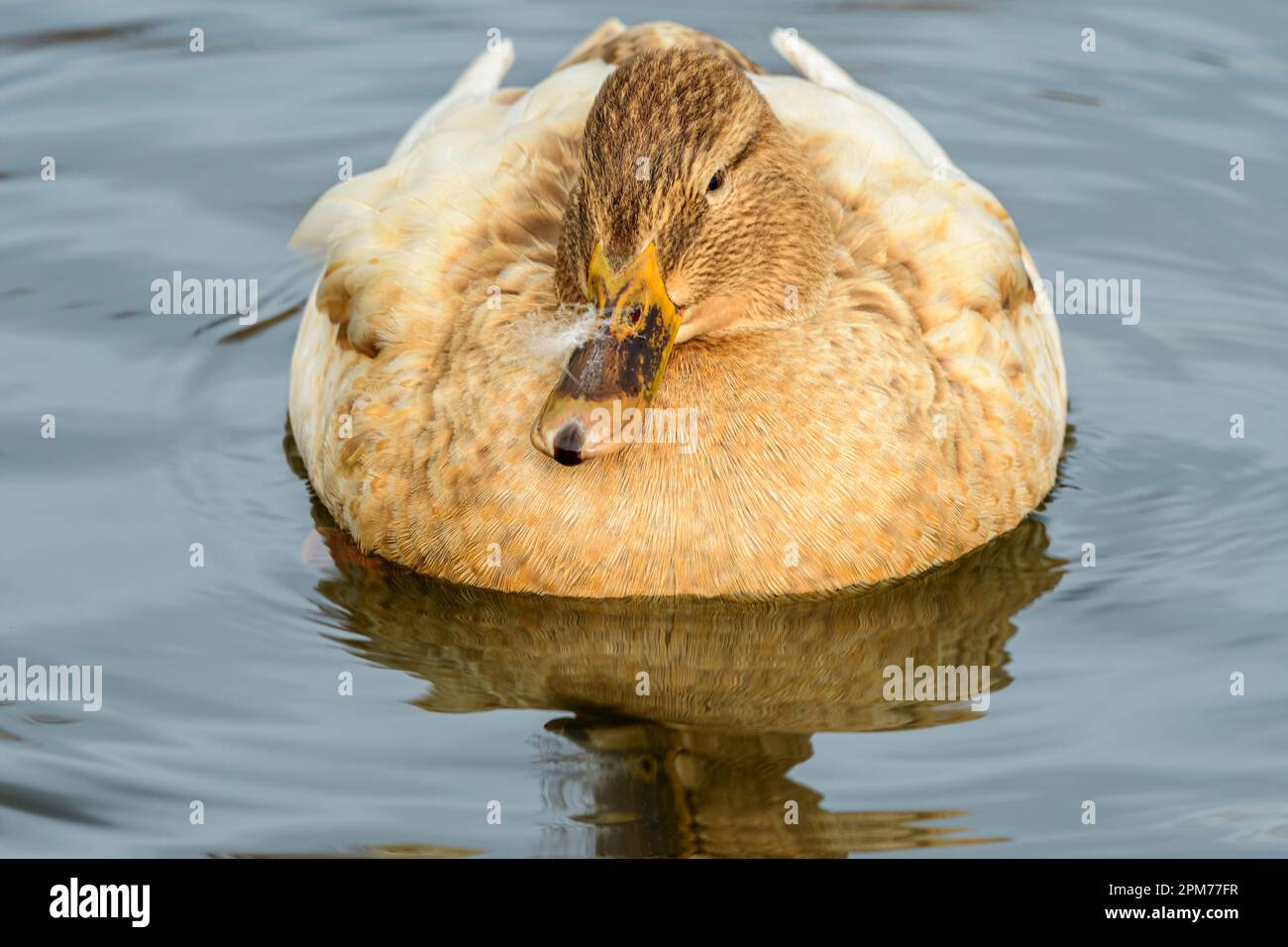 Leucistic Mallard duck, Anas platyrynchos, Burnaby Lake Regional Park ...