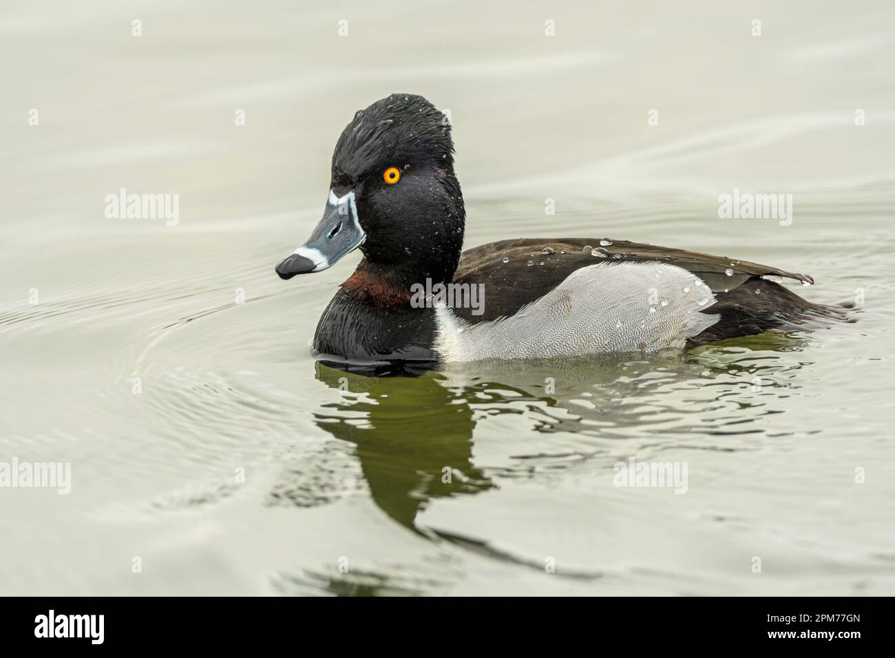 Ring-necked duck, Aythya collaris, George C. Reifel Migratory Bird ...