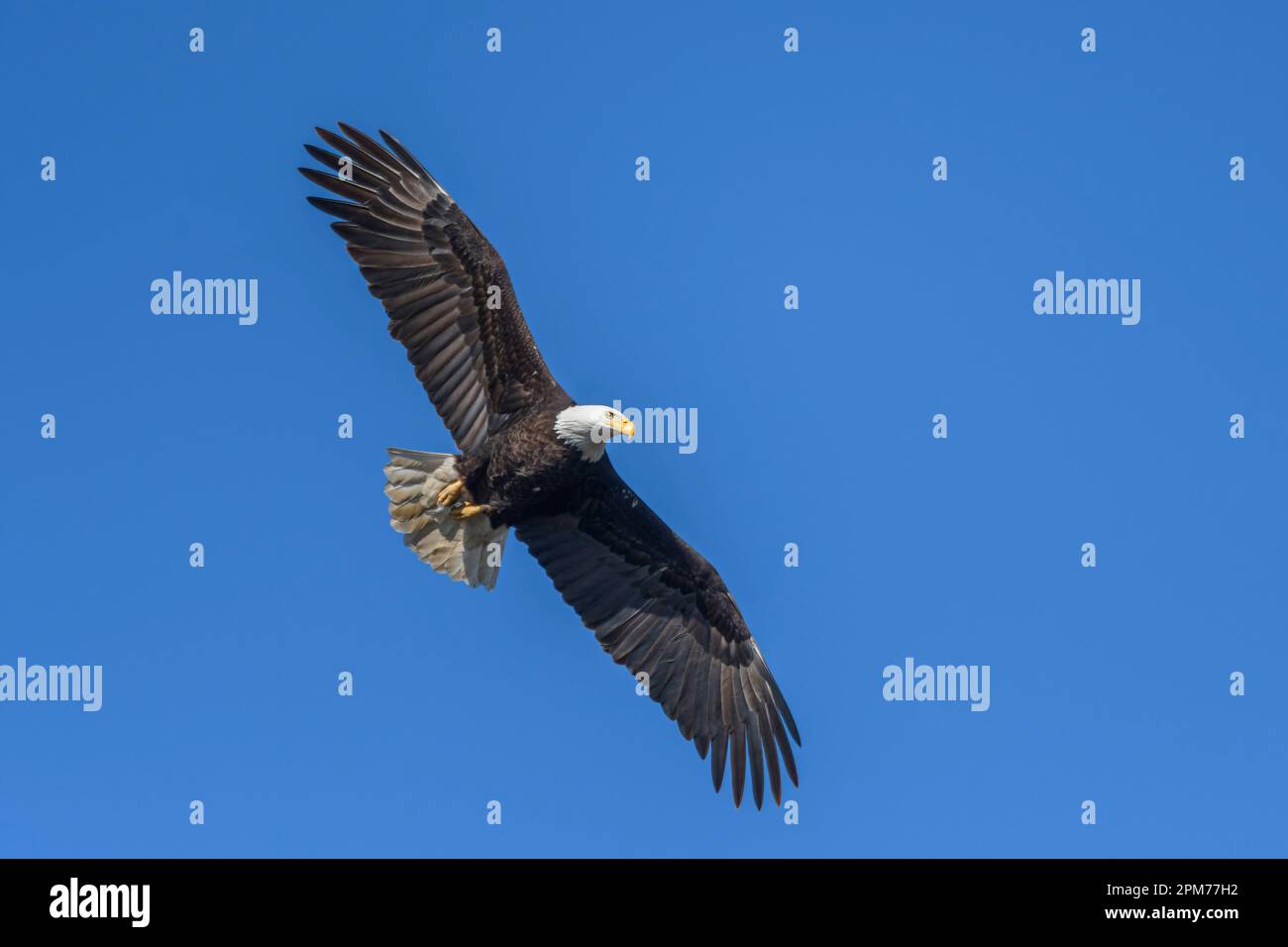 Bald Eagle, Haliaeetus leucocephalus, George C. Reifel Migratory Bird ...