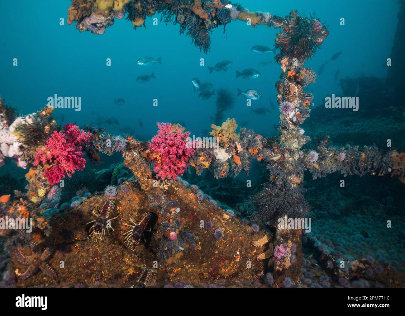 Ship wreck covered with marine life hi-res stock photography and images ...
