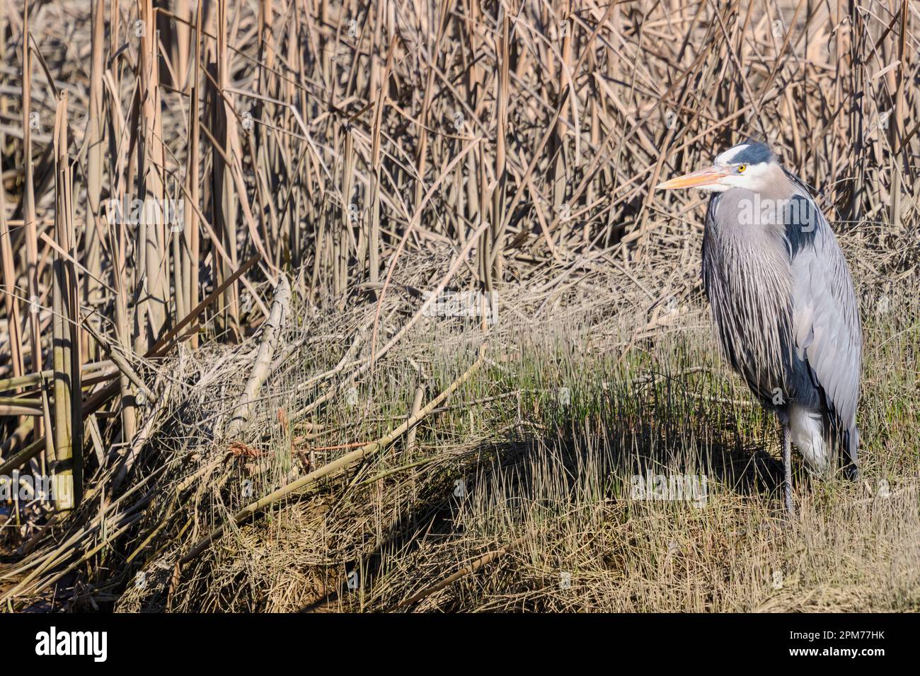 Pacific Great Blue Heron, Ardea herodias fannini, George C. Reifel ...