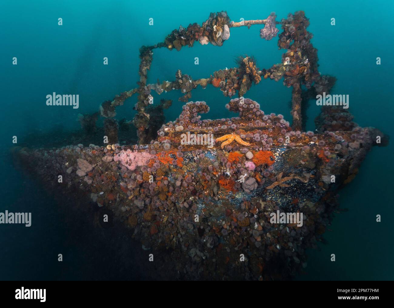 The bow of a deep shipwreck covered in sea life emerging from the murky ...