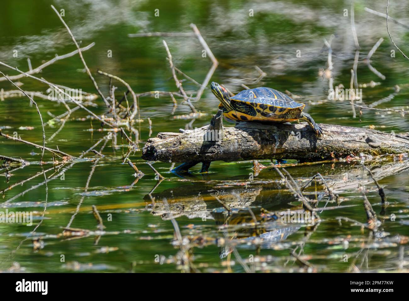 Red-eared Slider, Trachemys scripta elegans, George C. Reifel Migratory ...