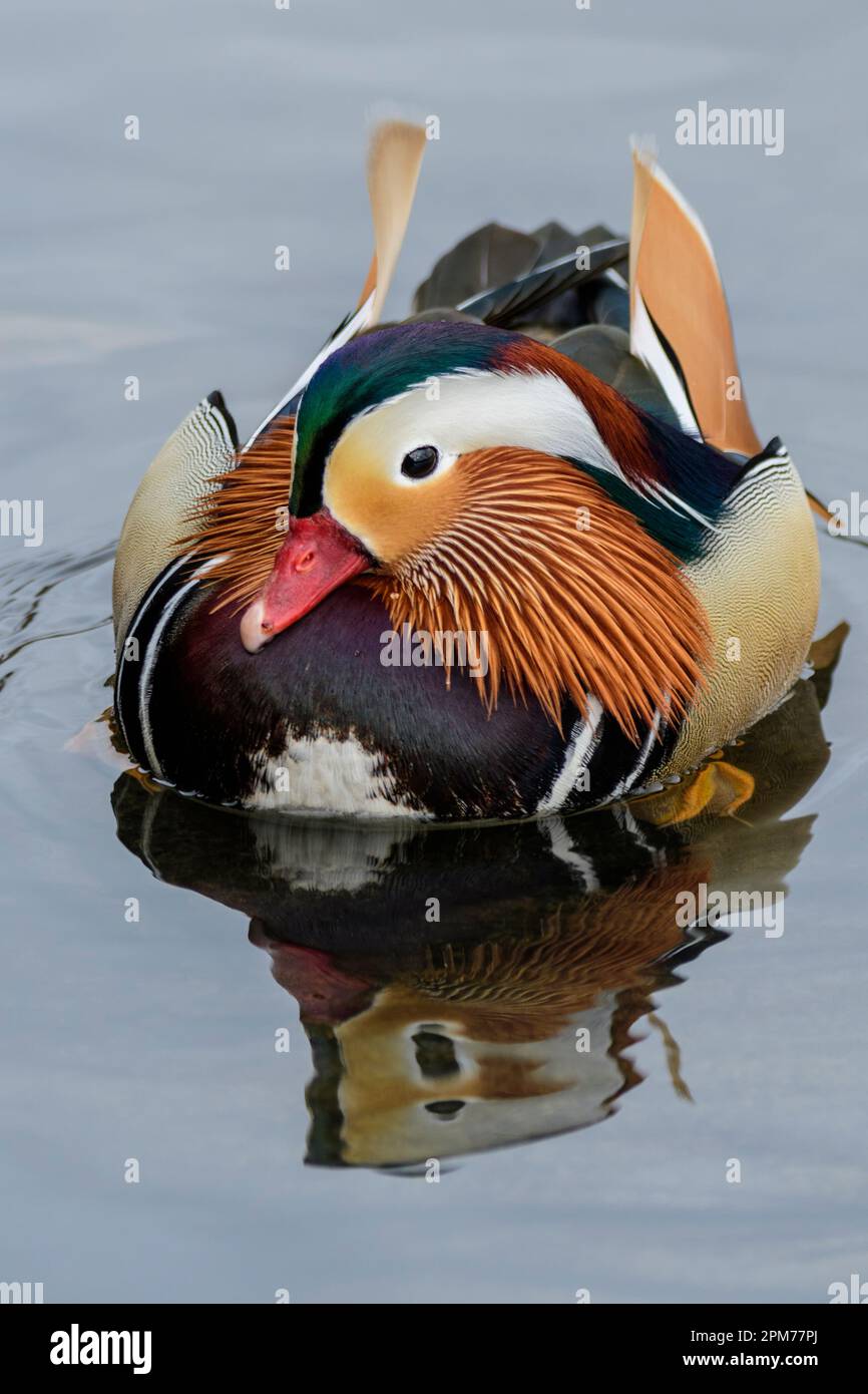 Asian duck species hi-res stock photography and images - Alamy