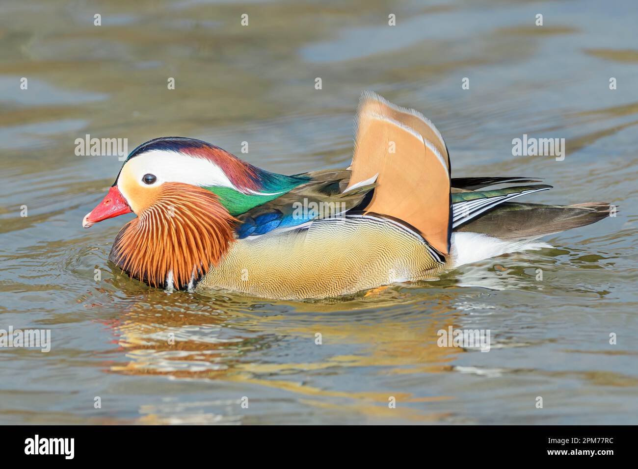 Male Mandarin Duck, Aix galericulata, Burnaby Lake Regional Park ...
