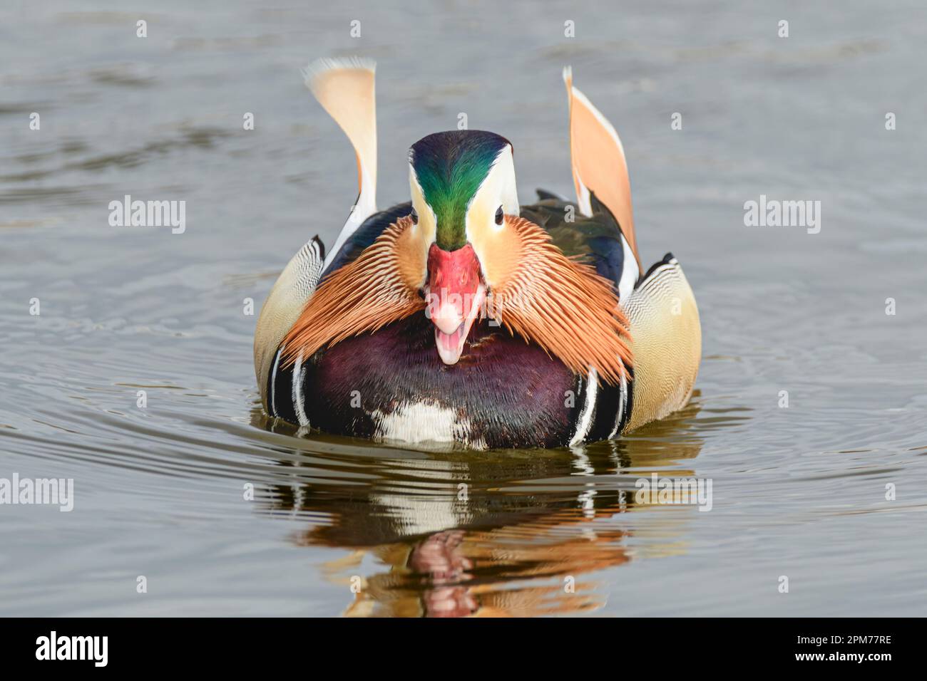 Asian duck species hi-res stock photography and images - Alamy
