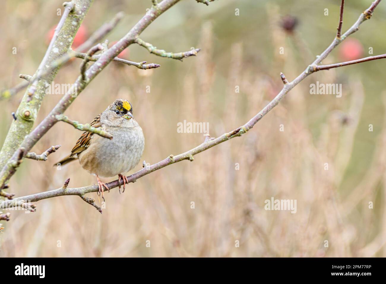 Golden-Crowned sparrow, Zonotrichia atricapilla, George C. Reifel ...