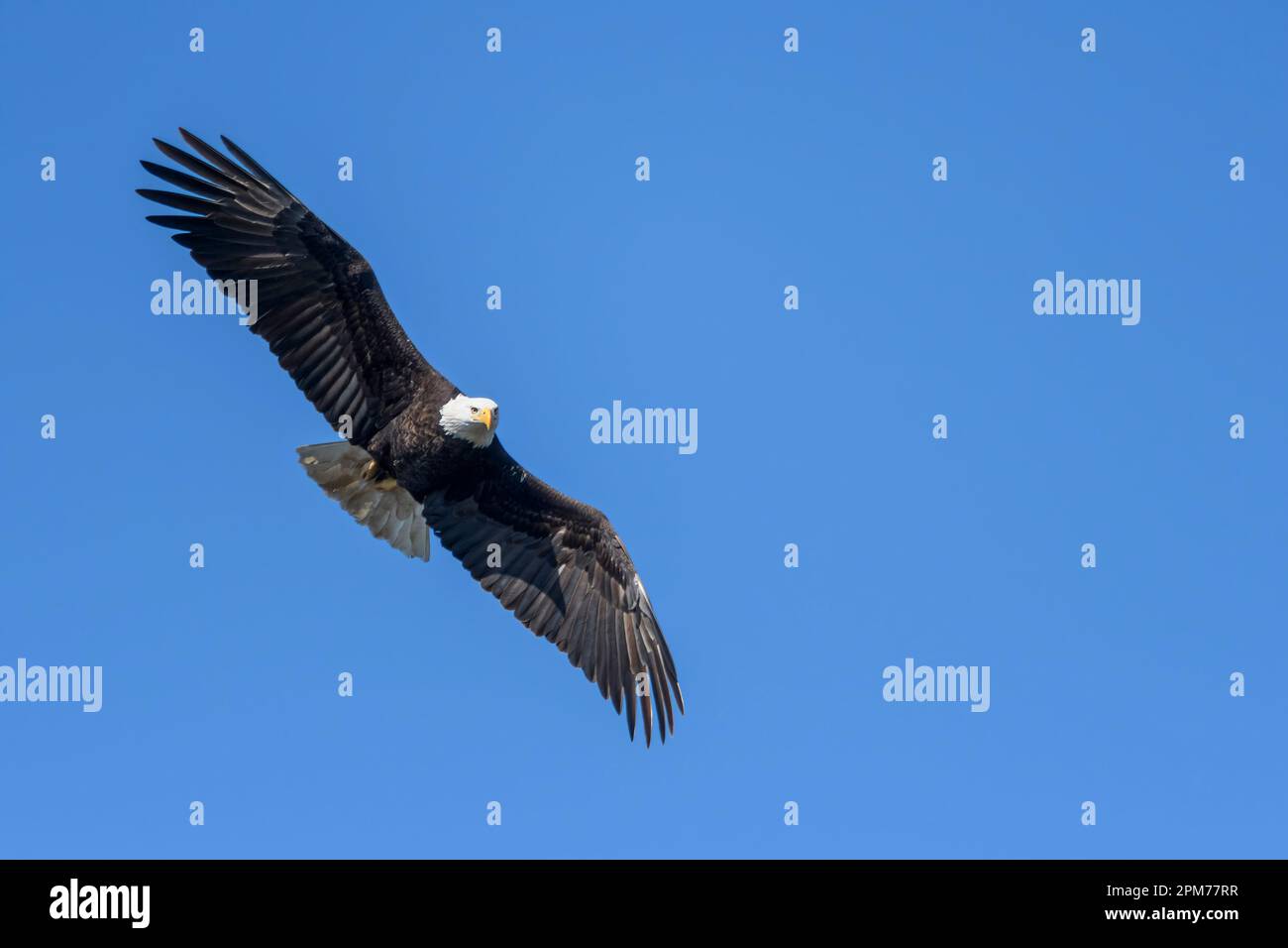 Apex predator bald eagle hi-res stock photography and images - Alamy