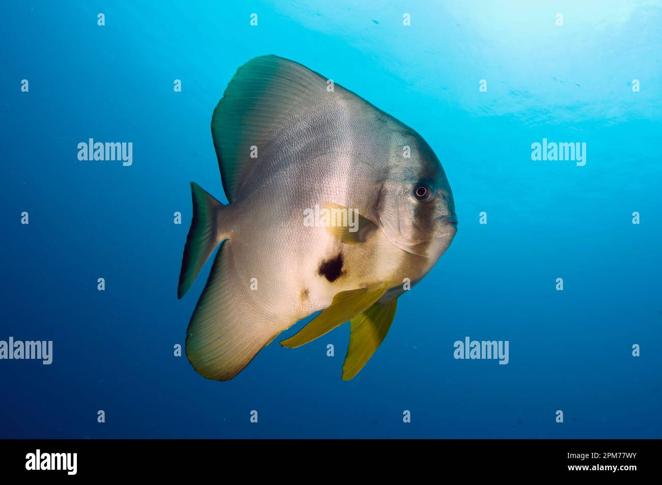 Longfin Batfish, Platax teira, against sun, Thundercliff dive site ...