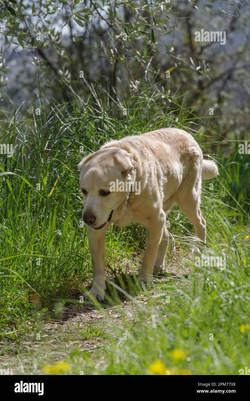 An elderly 13 years old Labrador Retriever walking the wooded area ...