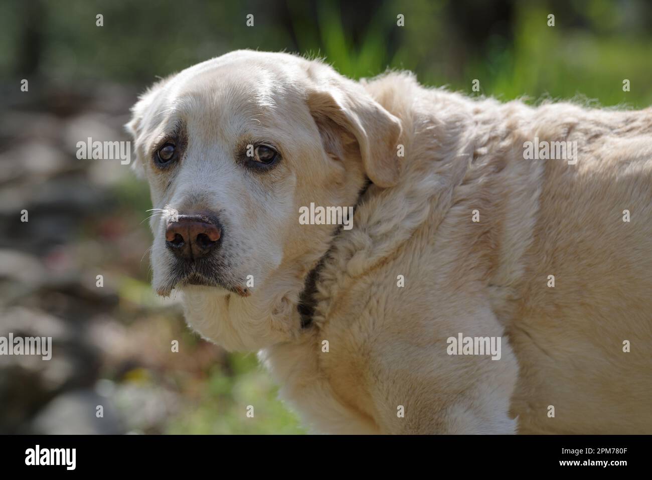 Senior labrador retriever hi-res stock photography and images - Alamy