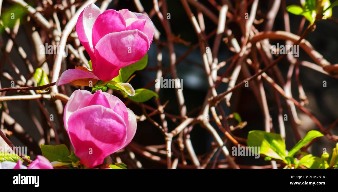 purple flowers of magnolia on the branch. spring holiday background ...