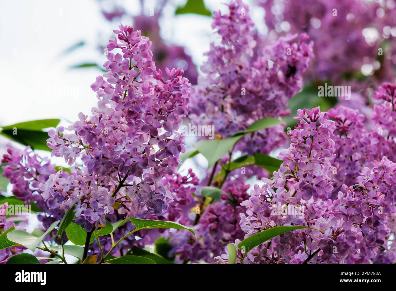 Lush bush syringa vulgaris hi-res stock photography and images - Alamy