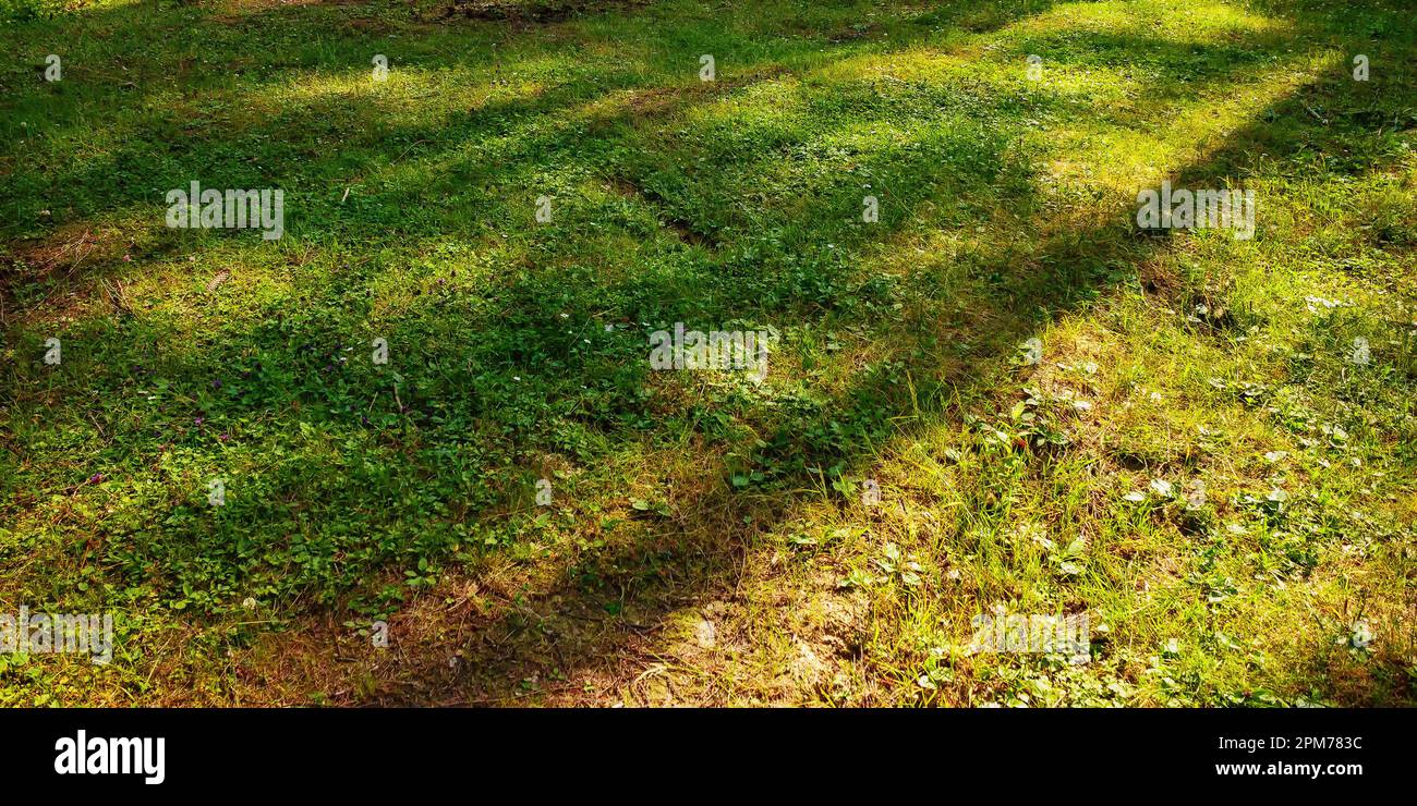 spring green meadow backdrop. grassy outdoor texture Stock Photo - Alamy