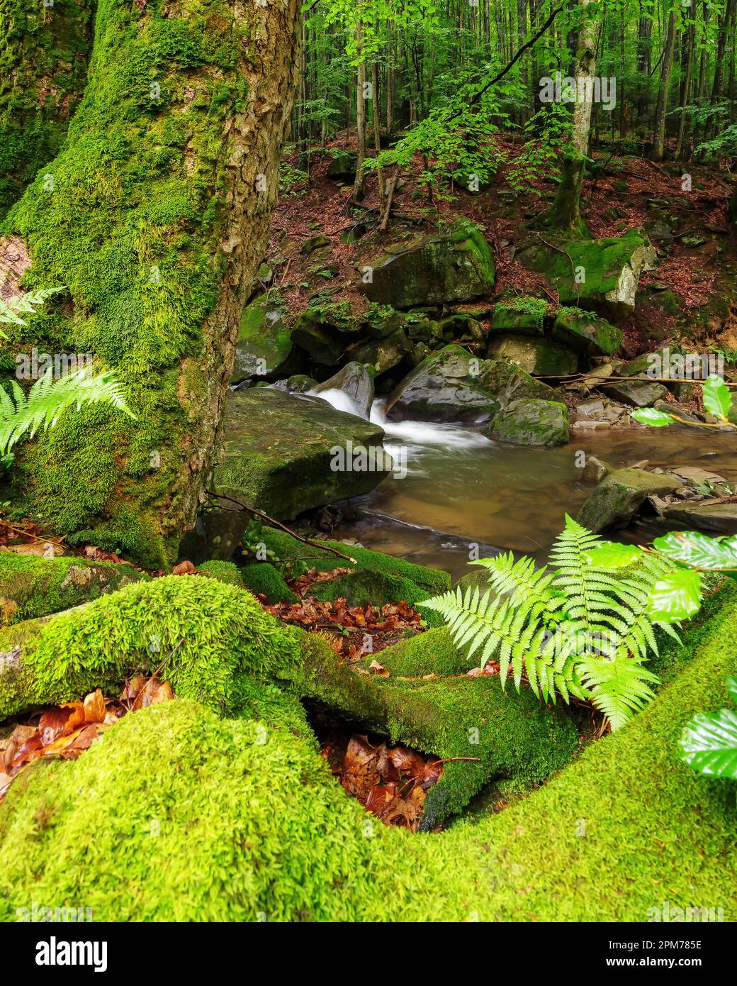 brook in the forest. tranquil scenery with trees and rocks covered with ...