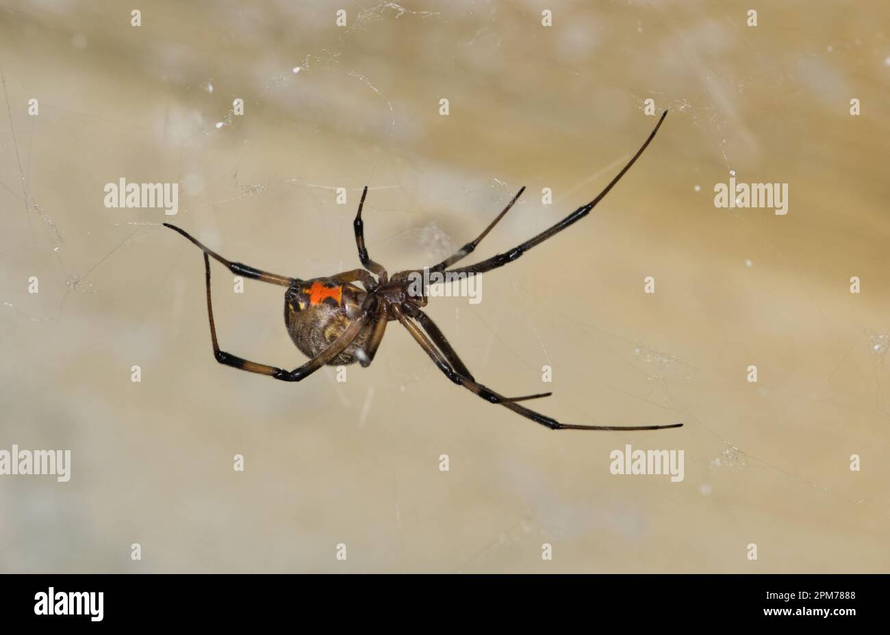 Brown Widow Spider (Latrodectus geometricus) in its web side view copy ...