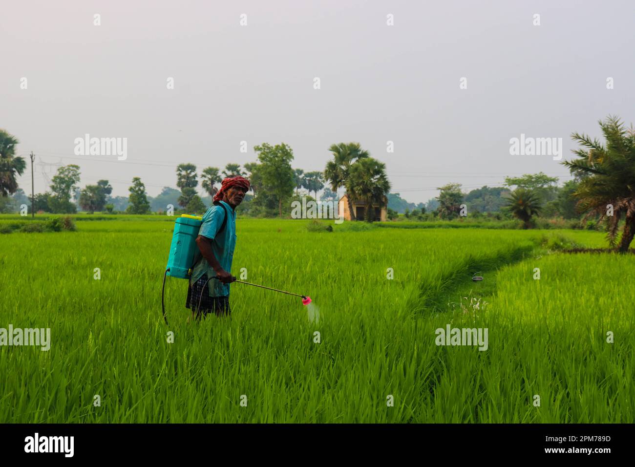 Farmer with a Sprayer Working in a Green Paddy Field. Indian Farmer ...